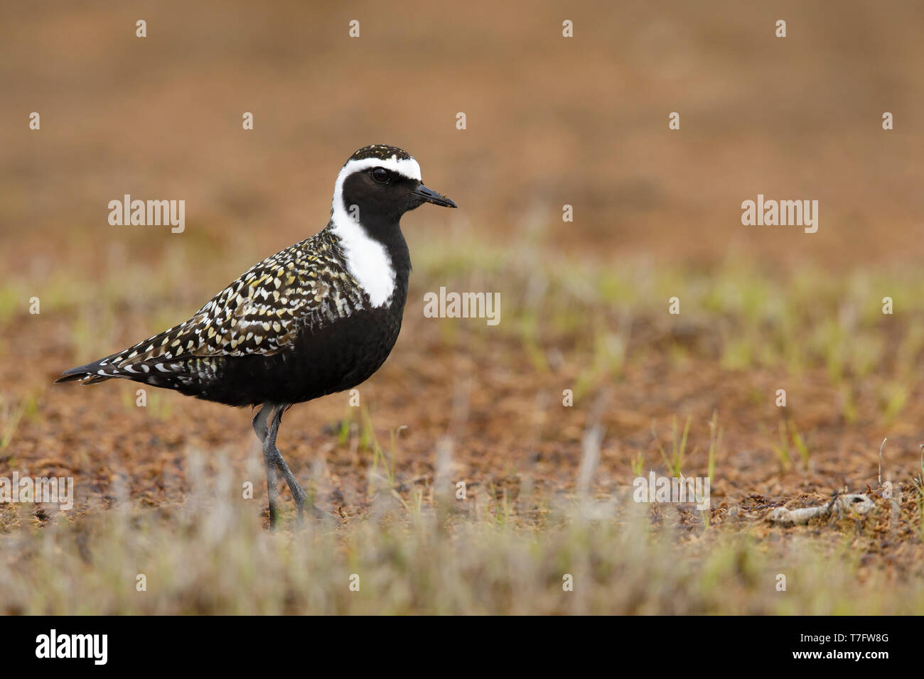 Adult male American Golden Plover (Pluvialis dominica) in breeding ...
