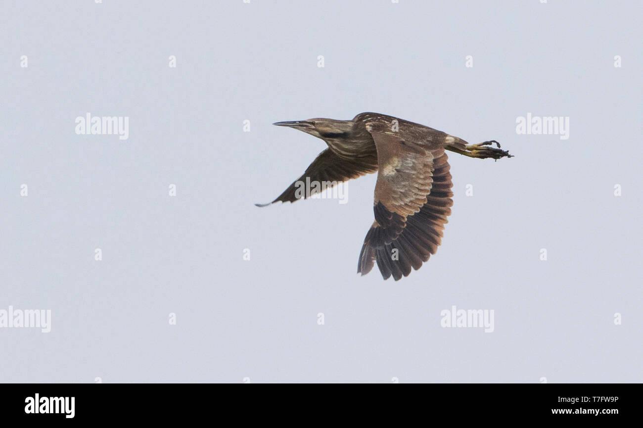 American bittern image hi-res stock photography and images - Alamy