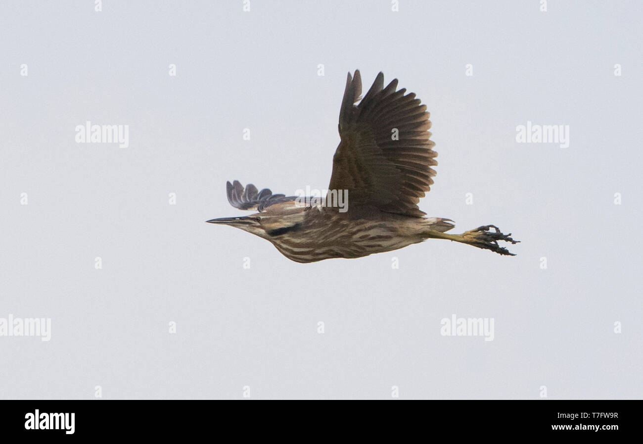 American bittern image hi-res stock photography and images - Alamy