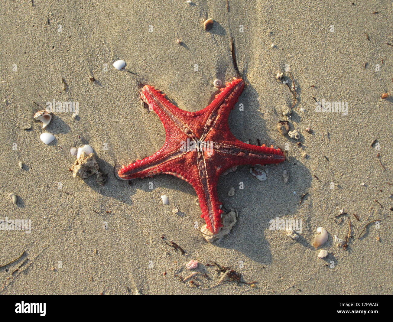 Beached starfish hi-res stock photography and images - Alamy