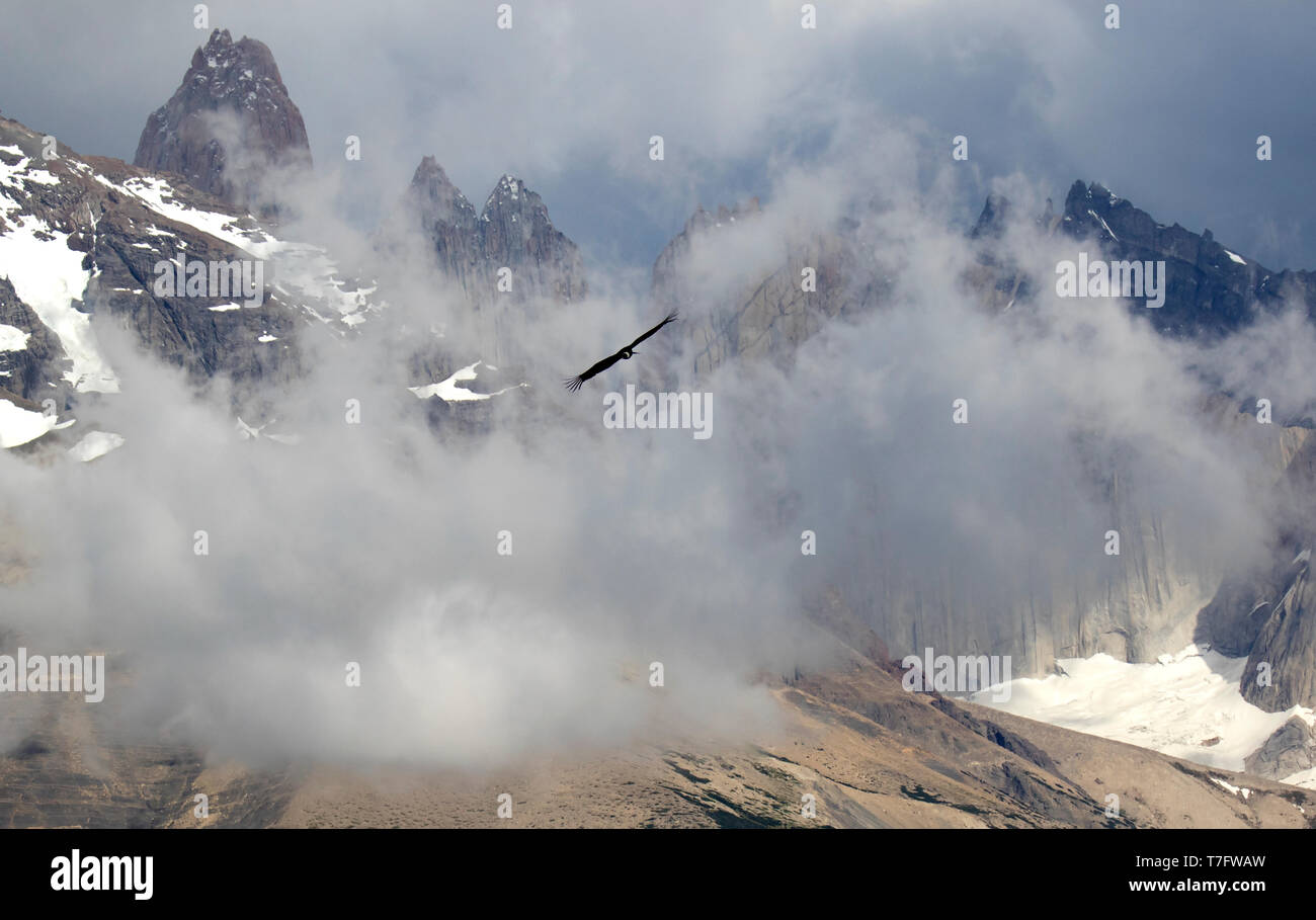 Andean Condor (Vultur gryphus) in flight with snow capped Andean ...