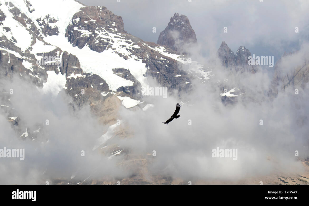 Andean Condor (Vultur gryphus) in flight with snow capped Andean ...