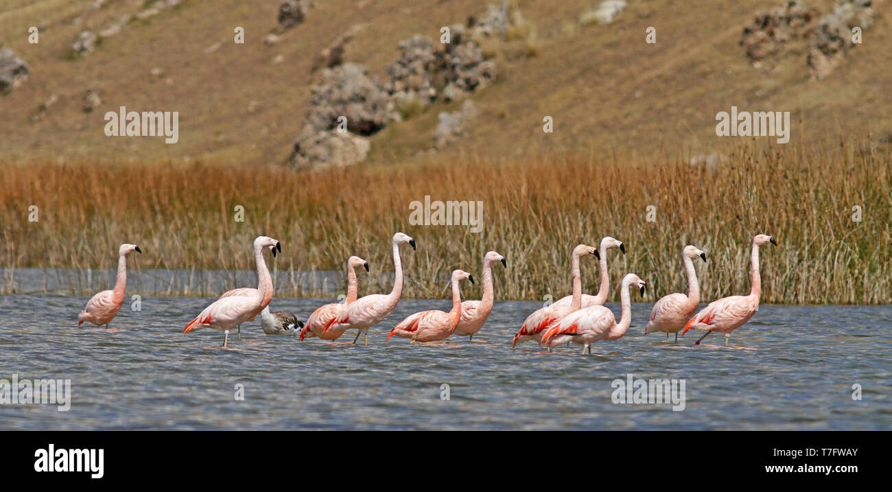 Andean flamingo phoenicoparrus andinus hi-res stock photography and ...