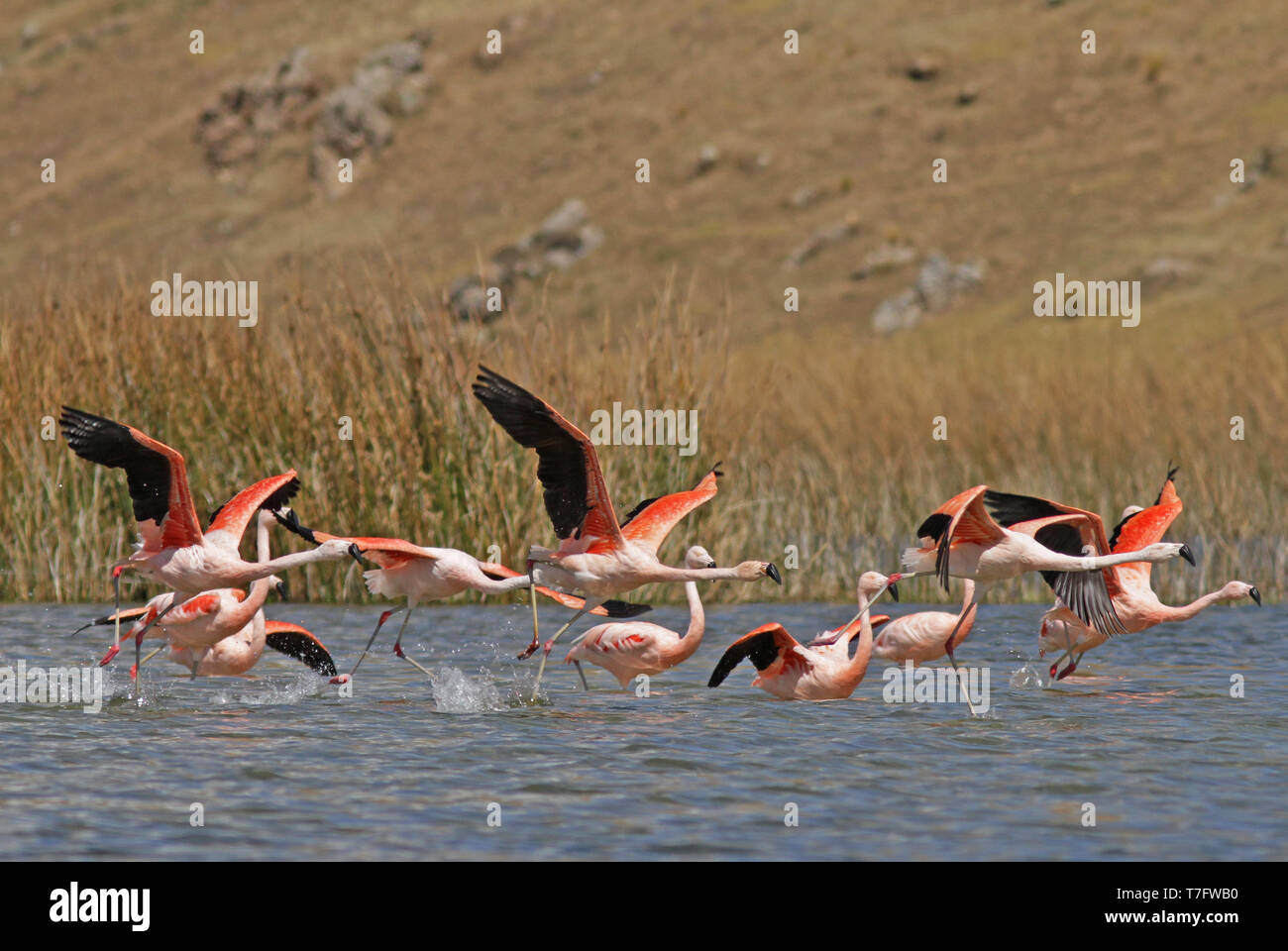 Flock of the rare Andean flamingo (Phoenicoparrus andinus) in an Andean ...
