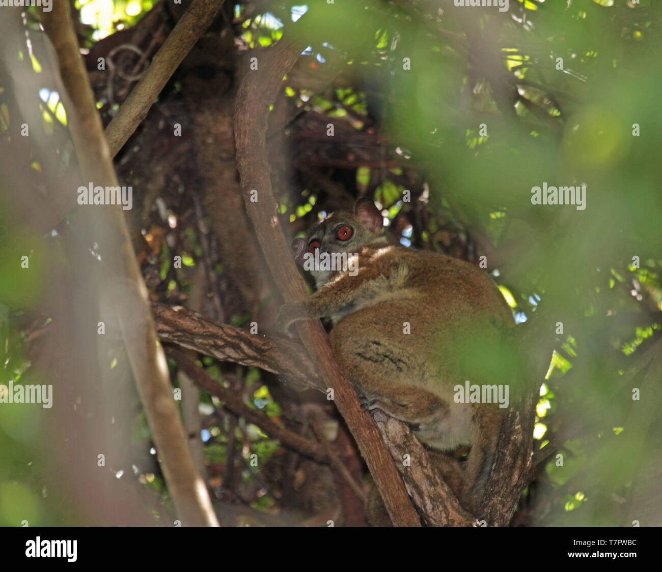 Ankarana weasel lemur hi-res stock photography and images - Alamy