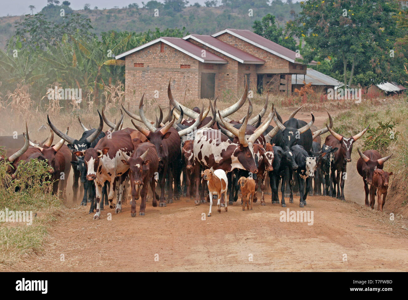 Ankole Cattle in Uganda Stock Photo - Alamy