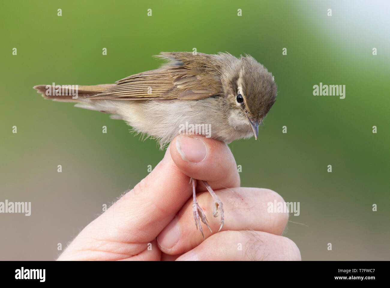 Pale-legged leaf warbler in captivity Stock Photo - Alamy