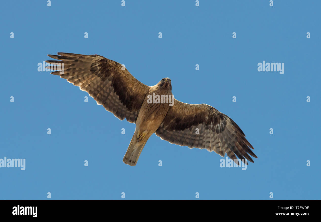 Dark morph Booted Eagle (Hieraaetus pennatus) in flight, view below ...