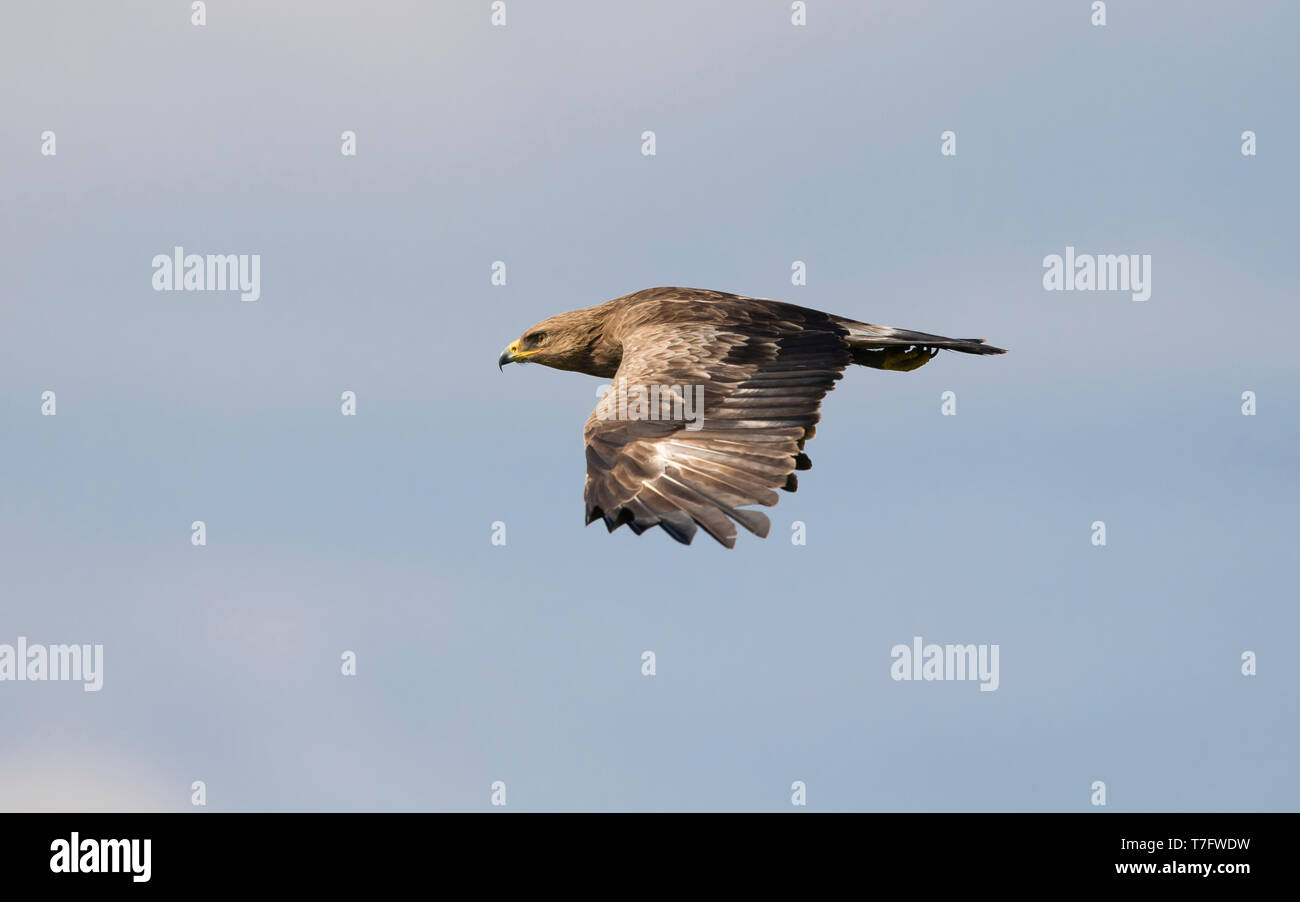 Side view of an adult Lesser Spotted Eagle (Clanga pomarina) in flight ...