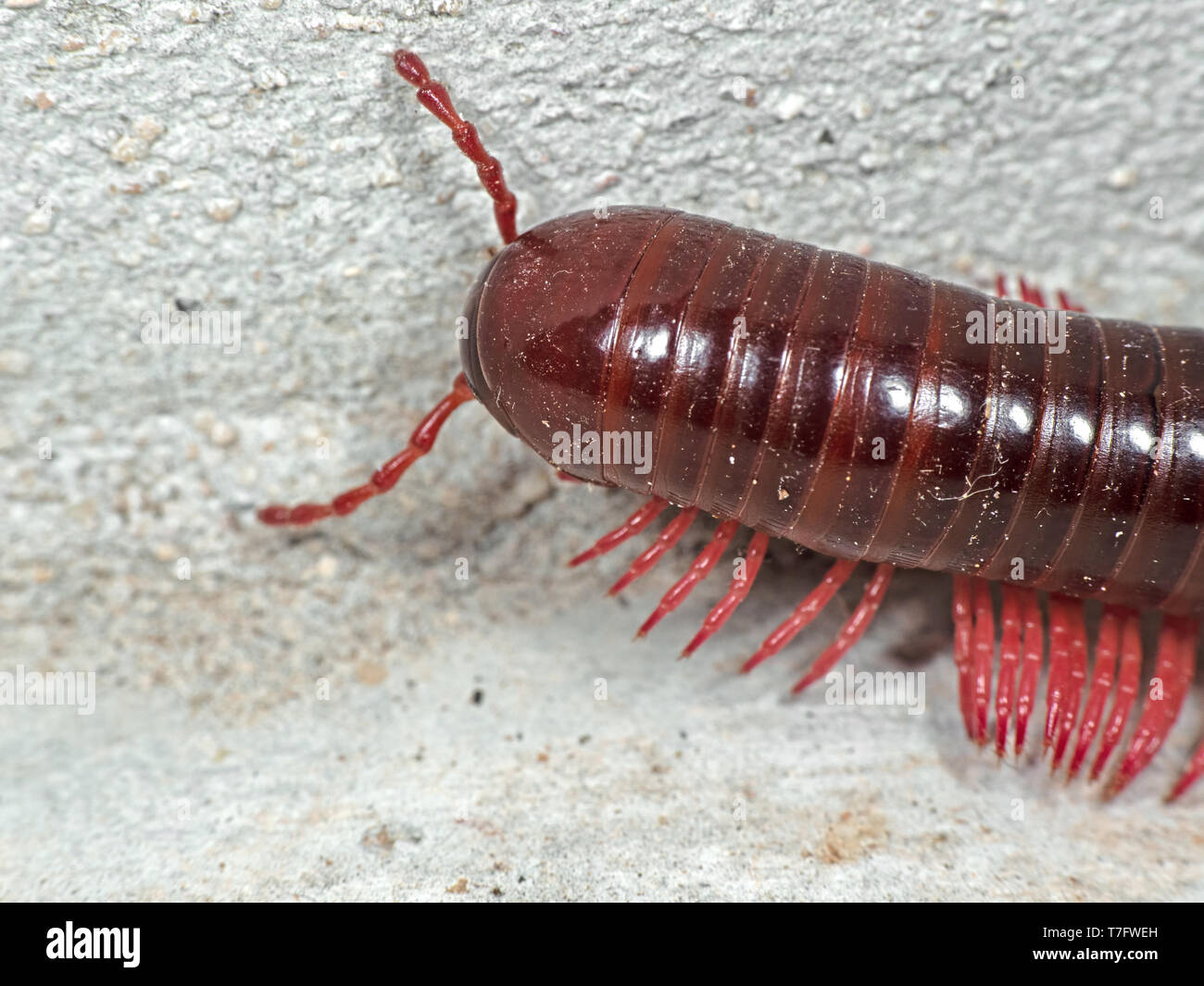 Macro Photography of Millipede on The Floor Stock Photo - Alamy