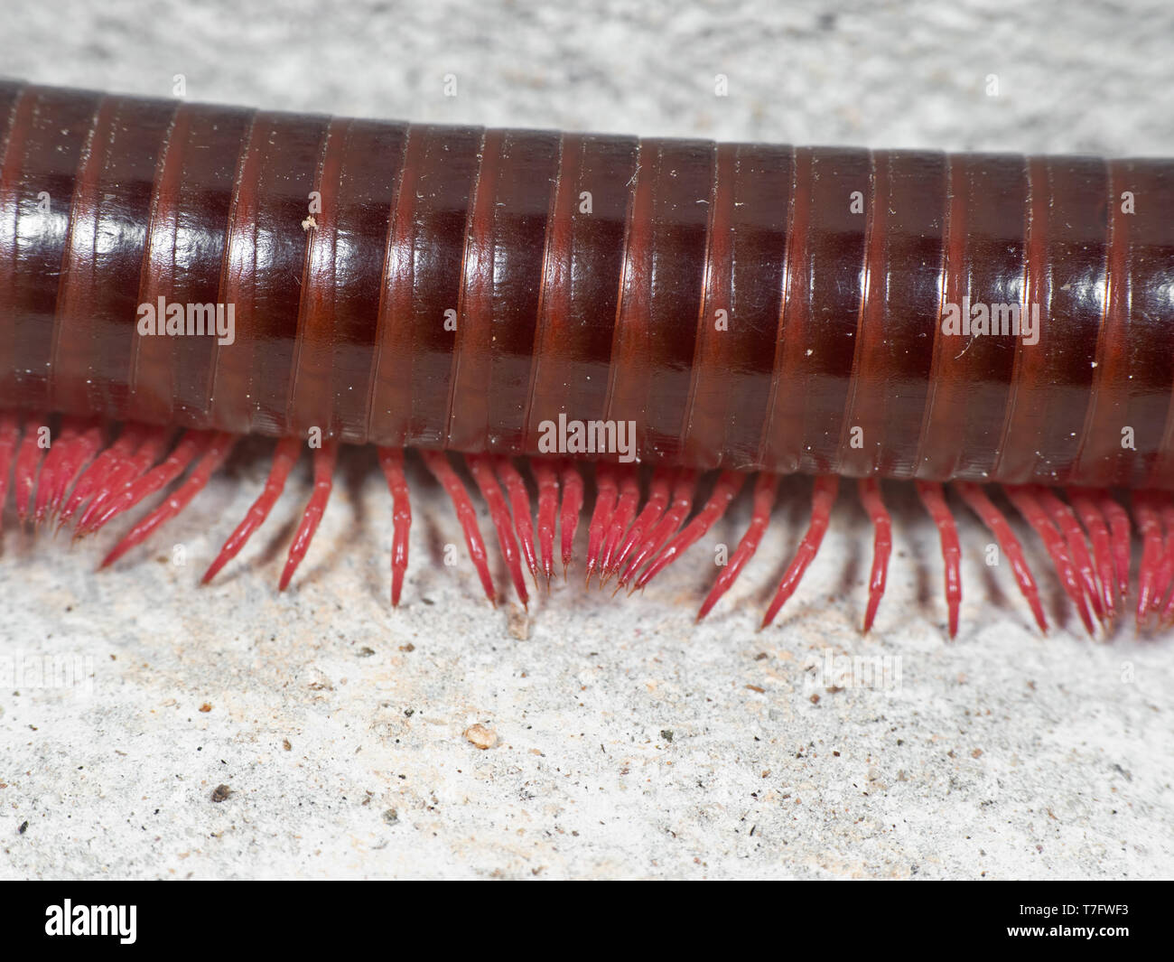 Macro Photography of Millipede on The Floor Stock Photo - Alamy