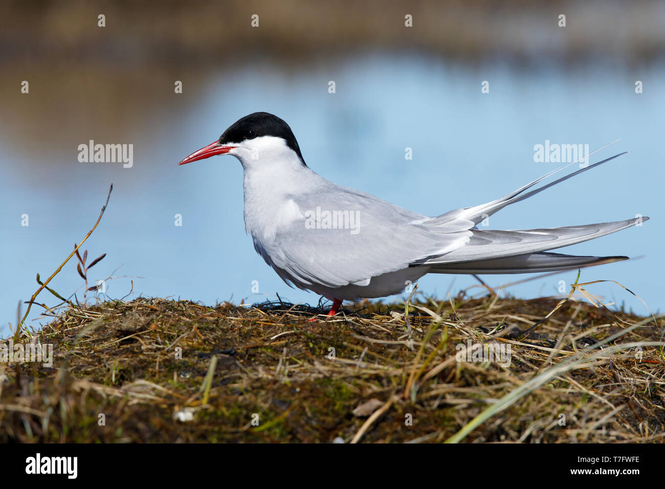 Adult breeding Arctic Tern (Sterna paradisaea) in the tundra of Churchill, Manitoba, Canada ...