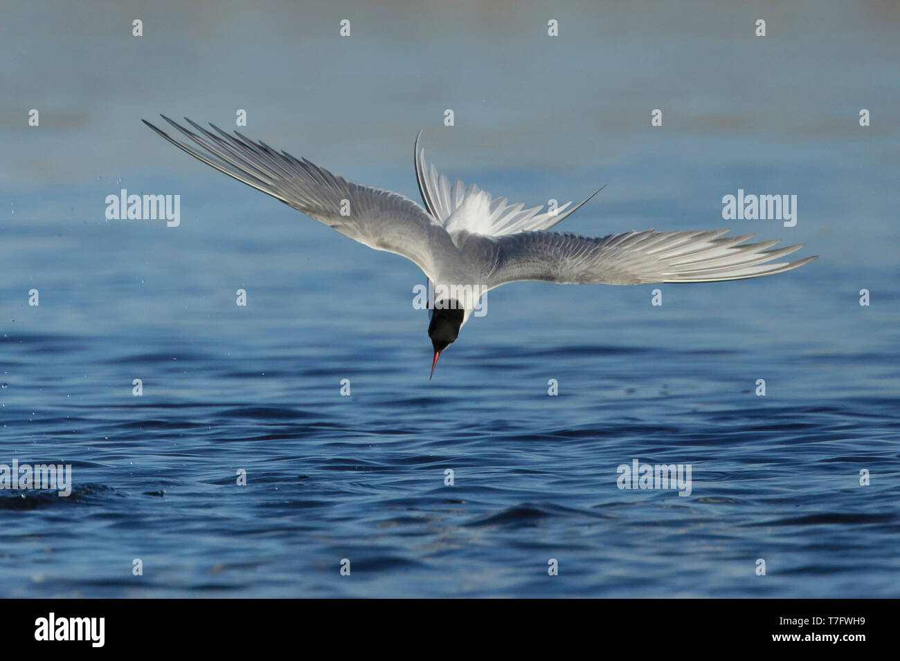 Adult Arctic Tern, Sterna paradisaea) in breeding plumage diving in the ...