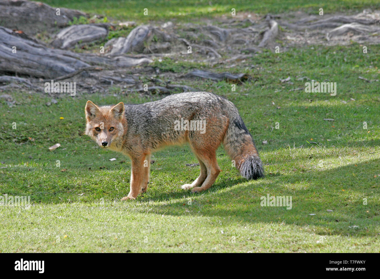 Gray fox hi-res stock photography and images - Alamy