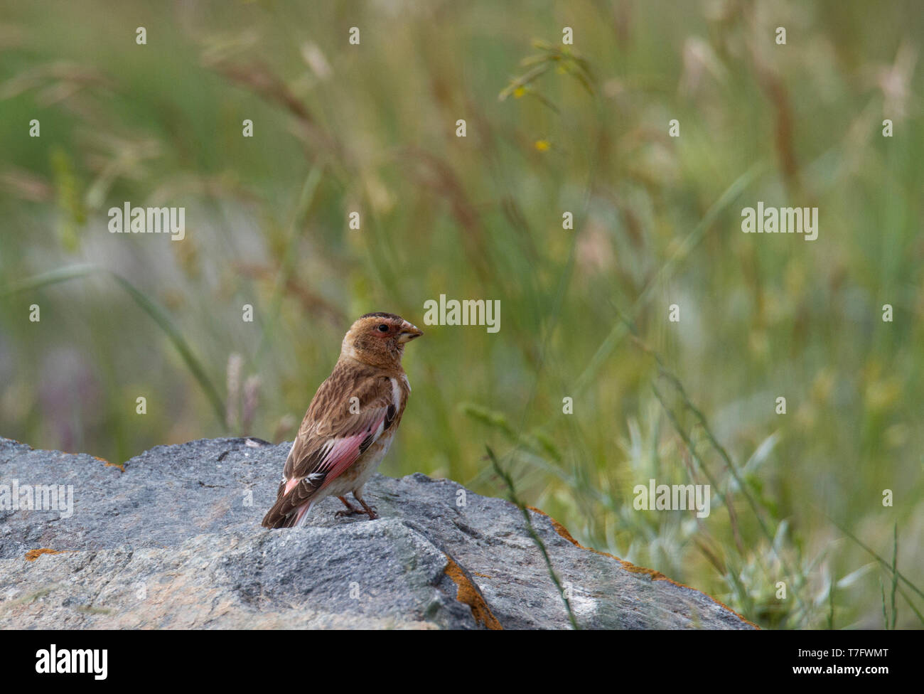 First-summer male Asian Crimson-winged Finch (Rhodopechys sanguineus ...