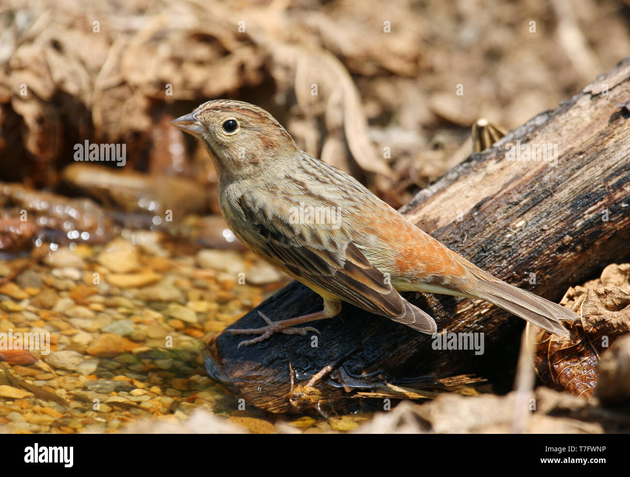 Chestnut bunting female hi-res stock photography and images - Alamy