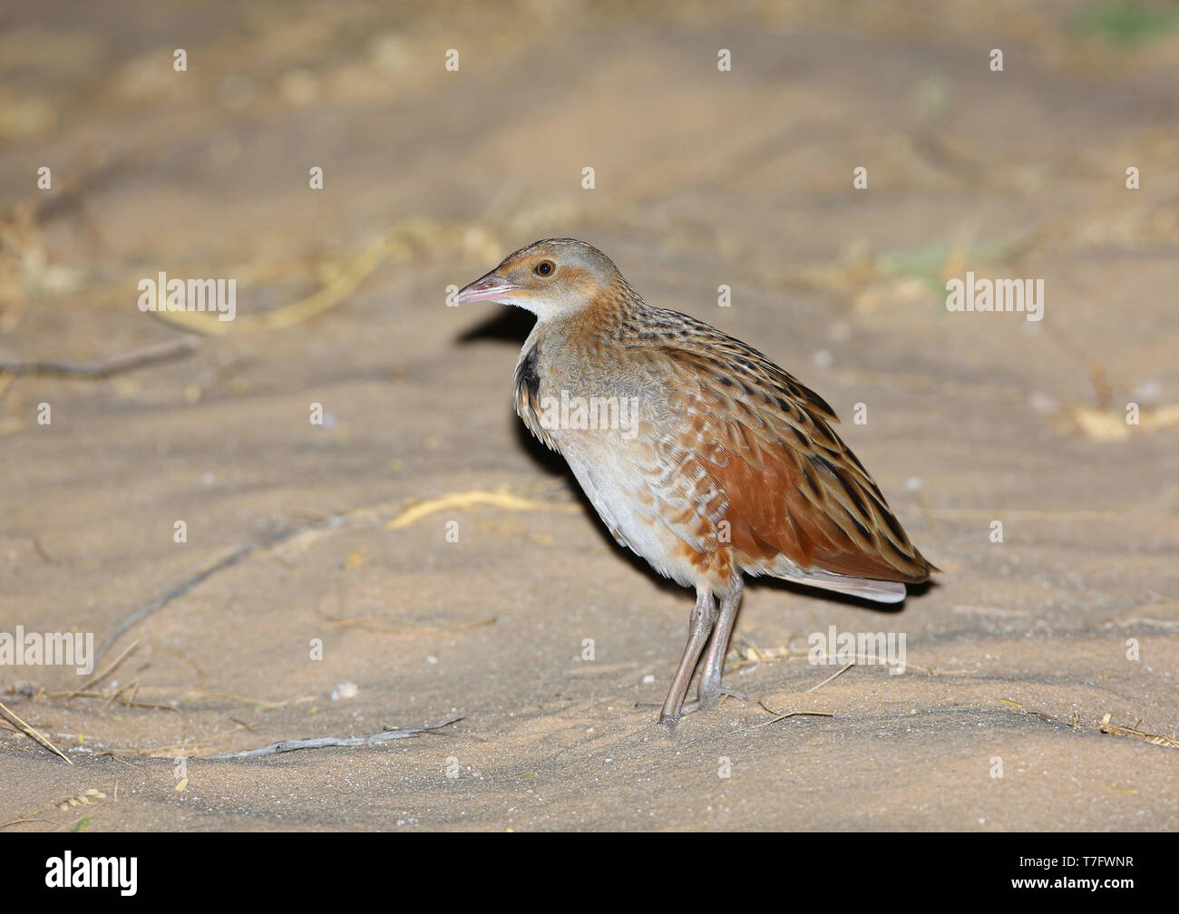16 09 2014 hi-res stock photography and images - Alamy
