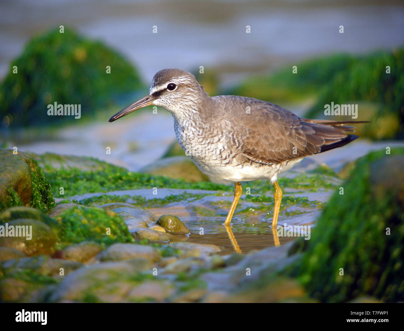Grey tailed tattler tringa brevipes hi-res stock photography and images ...
