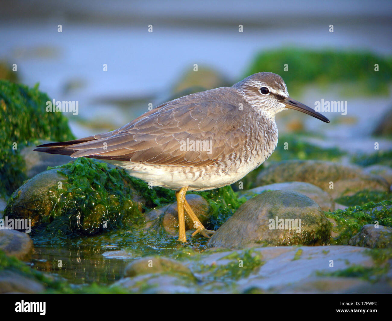 Grey tailed tattler tringa brevipes hi-res stock photography and images ...
