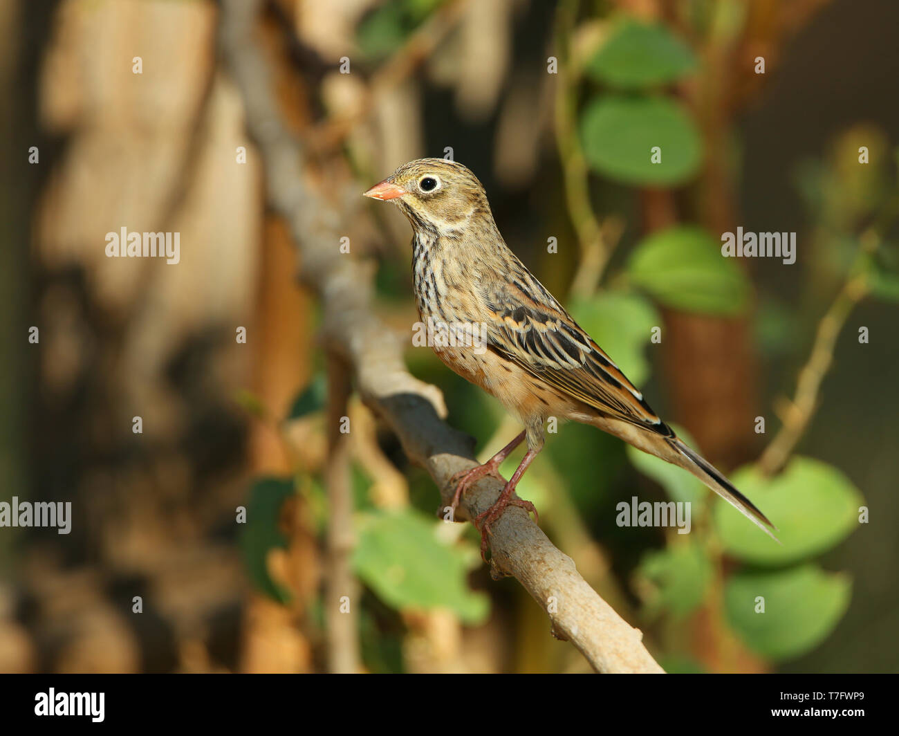 Al abraq hi-res stock photography and images - Alamy
