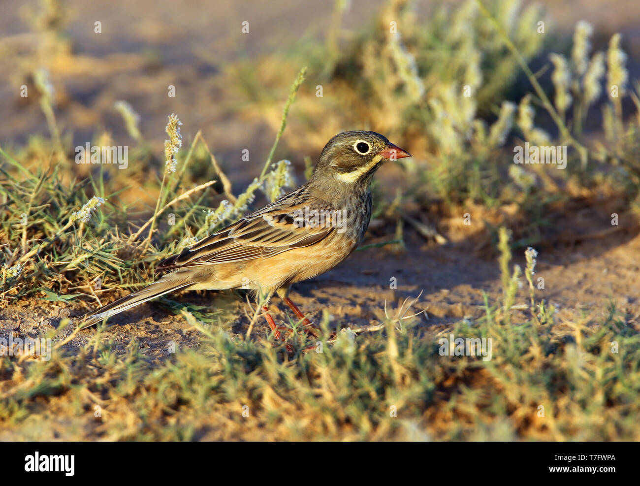Al abraq hi-res stock photography and images - Alamy