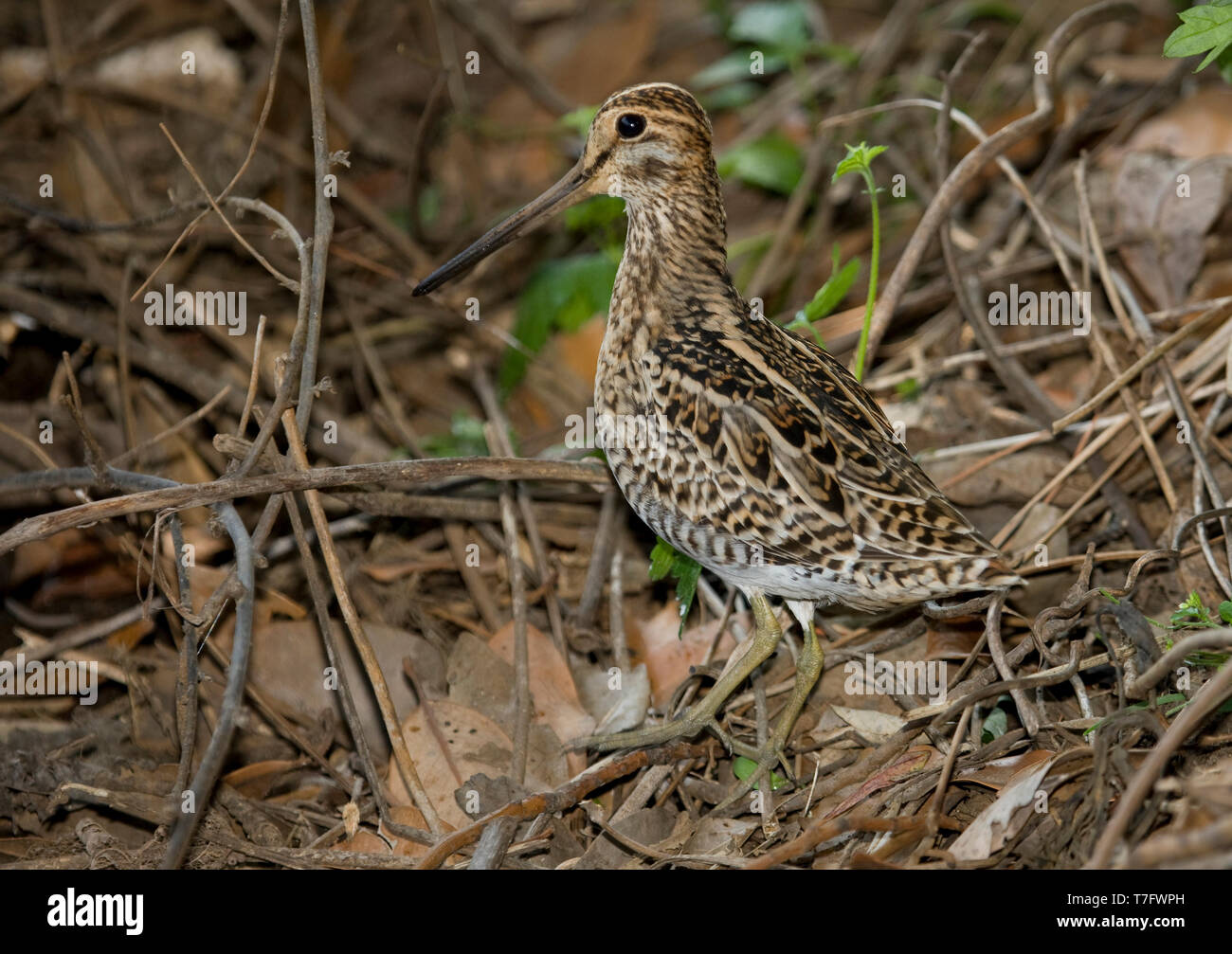 Snipe galling gallinago hi-res stock photography and images - Alamy