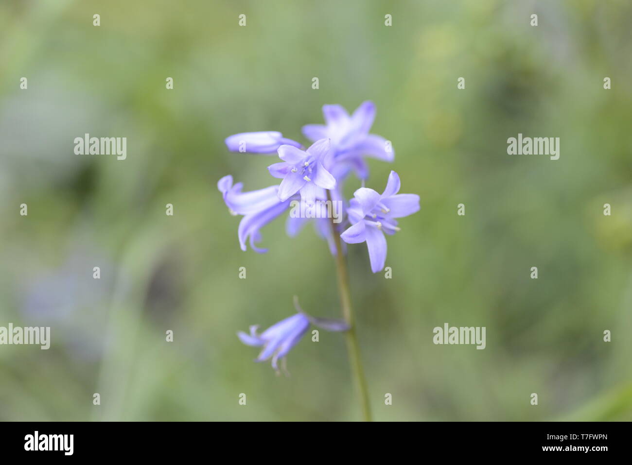 Bluebells close up hi-res stock photography and images - Alamy