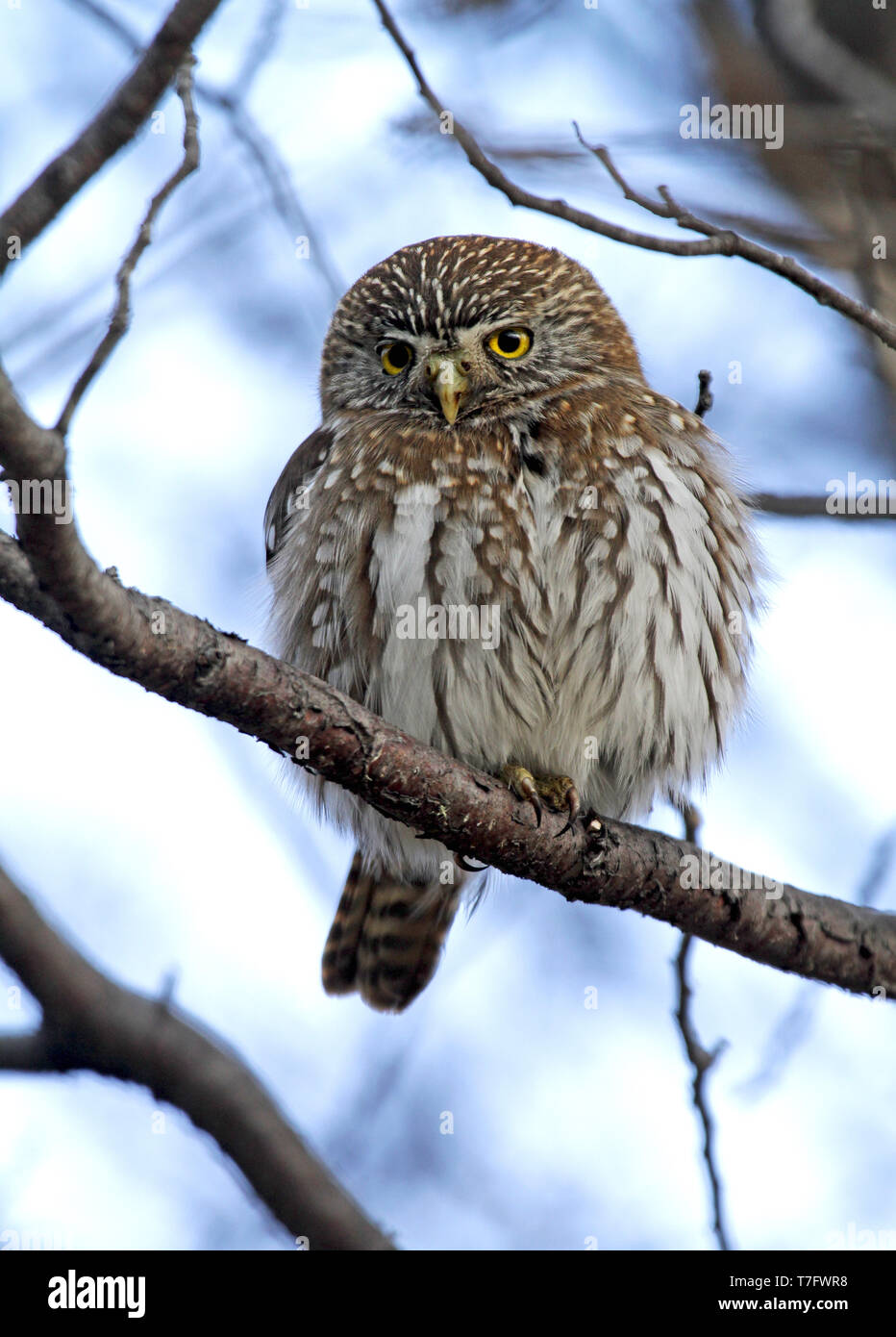 Austral pygmy owl glaucidium hi-res stock photography and images - Alamy