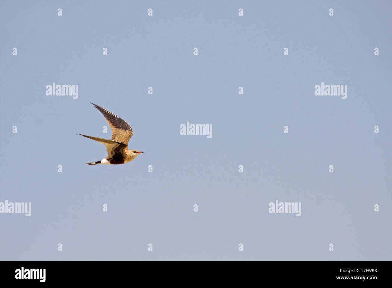 Australian Pratincole (Stiltia isabella) in flight in Australia, seen ...