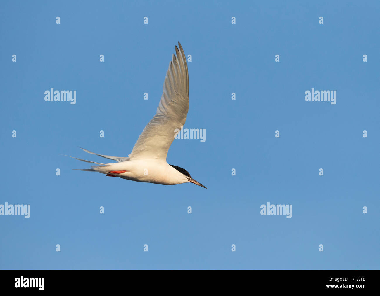 Adult Roseate Tern (Sterna dougallii) in flight over the Atlantic ocean ...