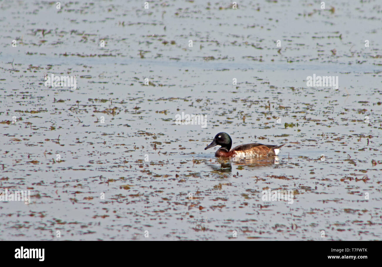 Critically Endangered male Baer's pochard (Aythya baeri) swimming in a ...