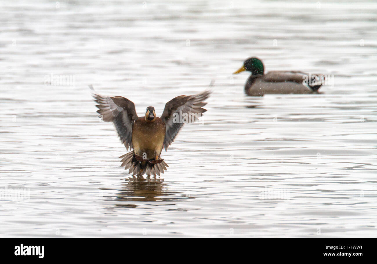 Adult male Baikal Teal (Anas formosa) wintering in The Netherlands ...