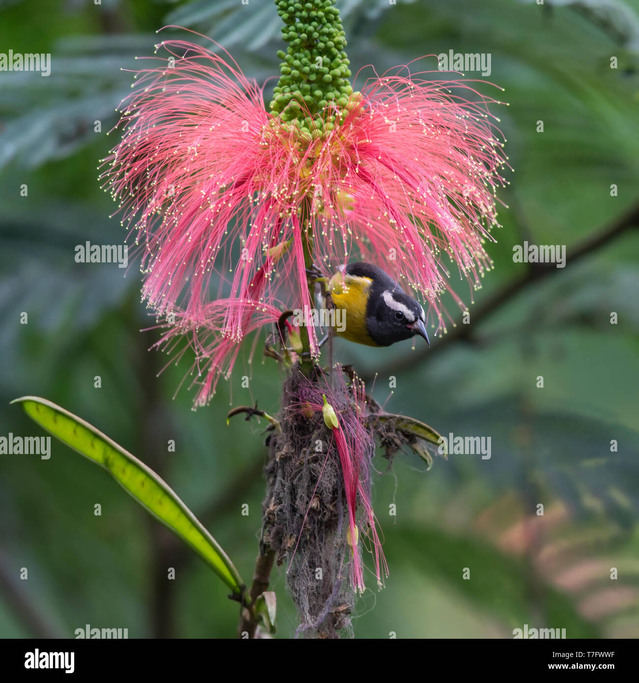 Flora of jamaica hi-res stock photography and images - Alamy