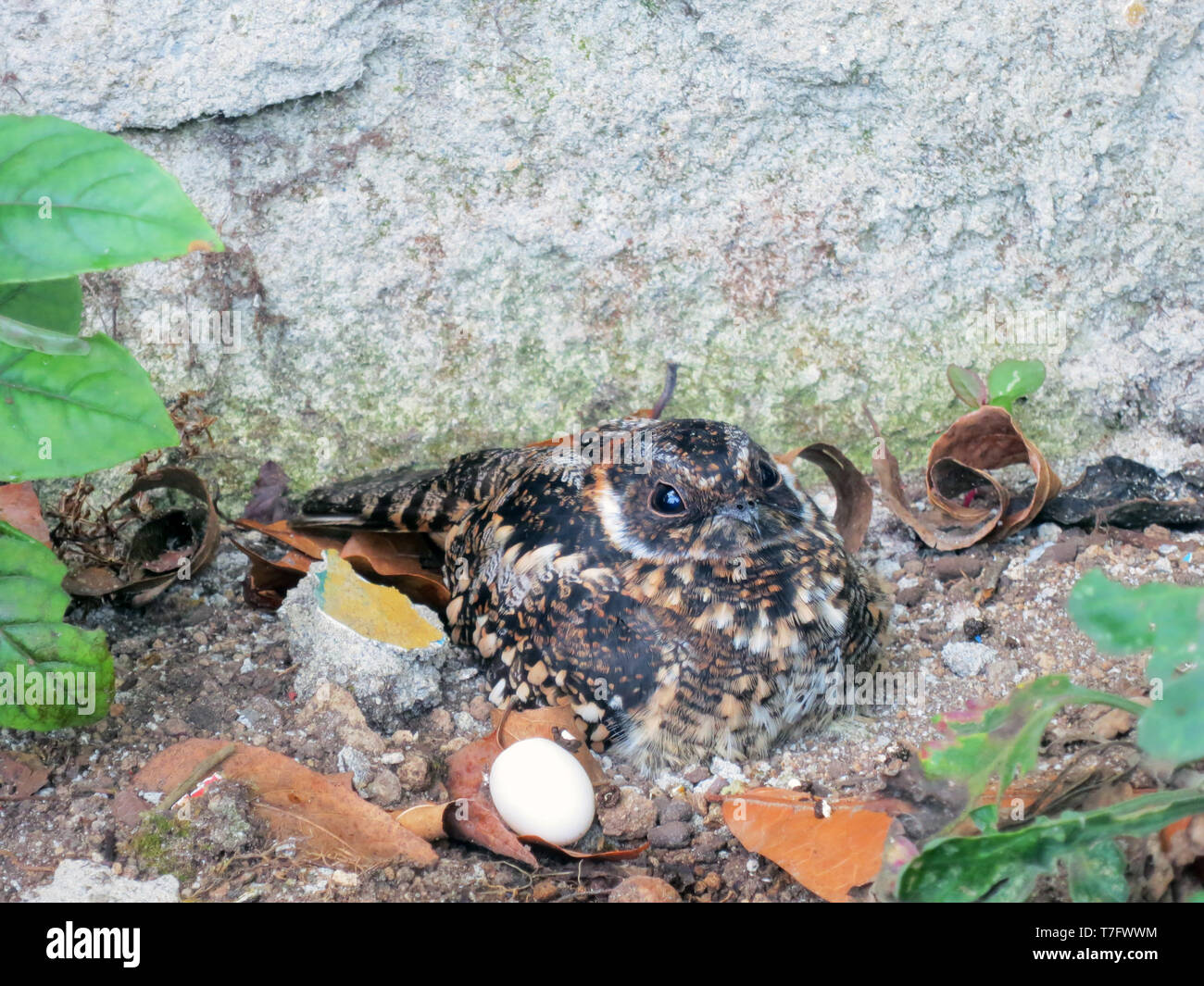 Longiro hi-res stock photography and images - Alamy