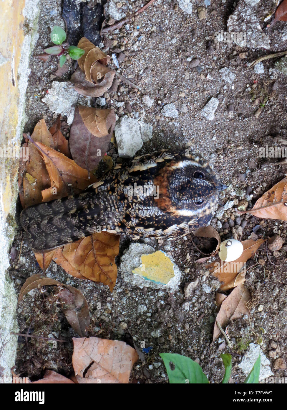 Longiro hi-res stock photography and images - Alamy