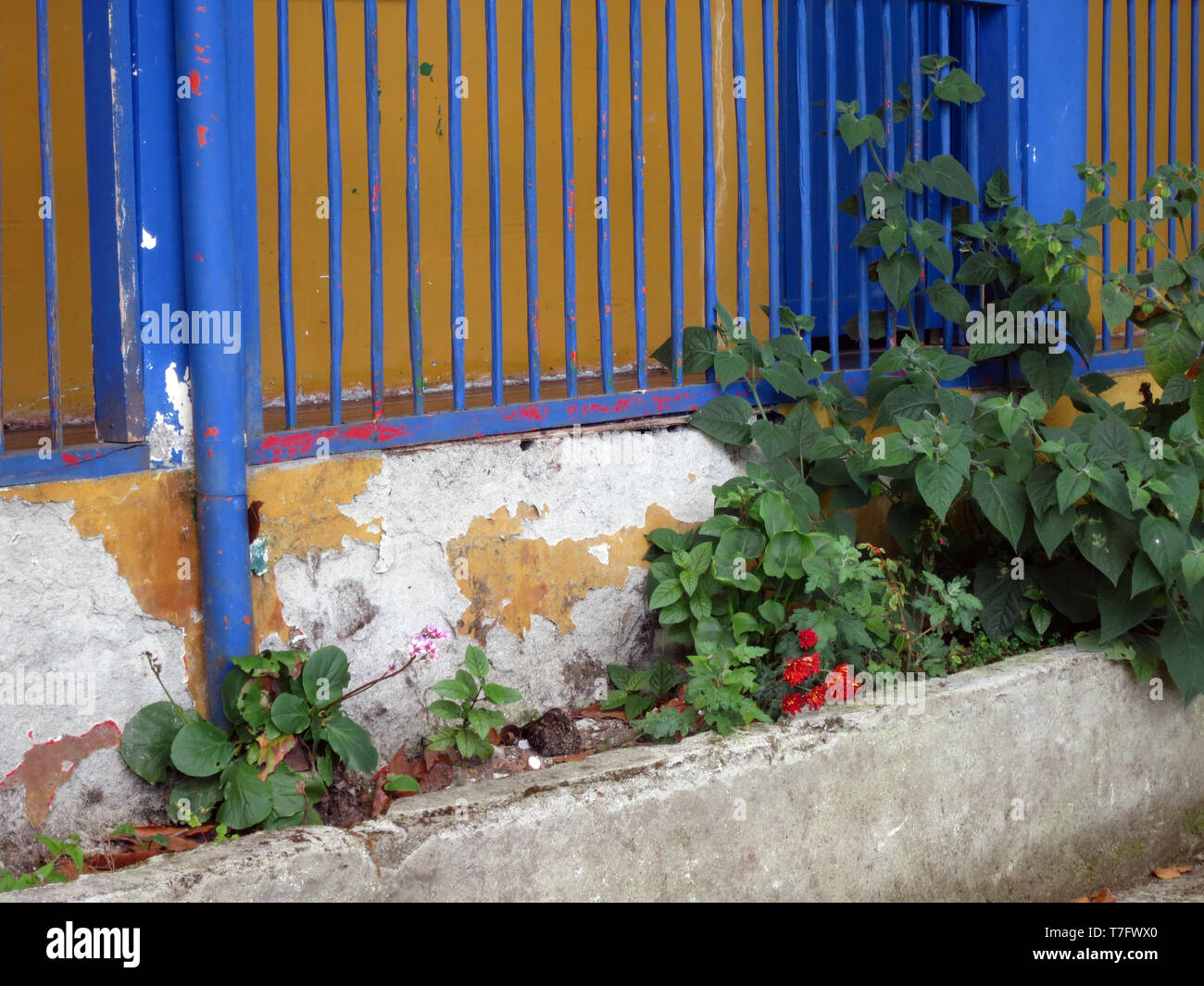 Longiro hi-res stock photography and images - Alamy