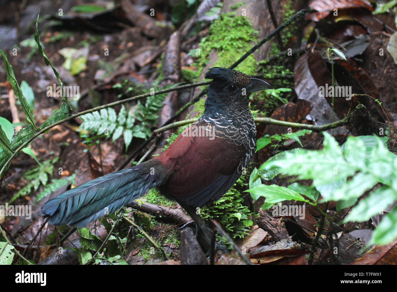 Banded ground cuckoo (Neomorphus radiolosus) in a subtropical moist ...