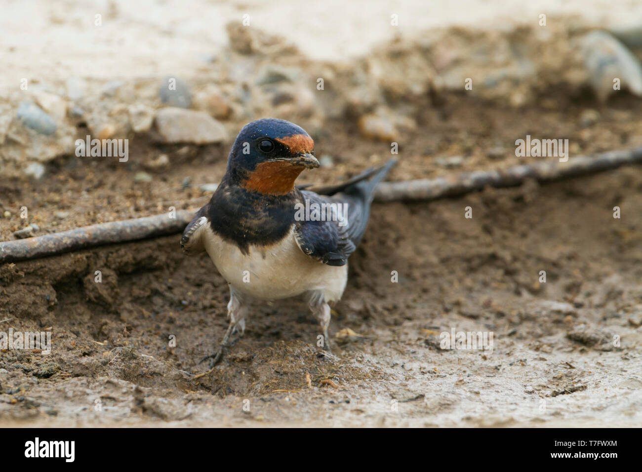 Mud collecting adult Barn Swallow (Hirundo rustica rustica) standing on ...