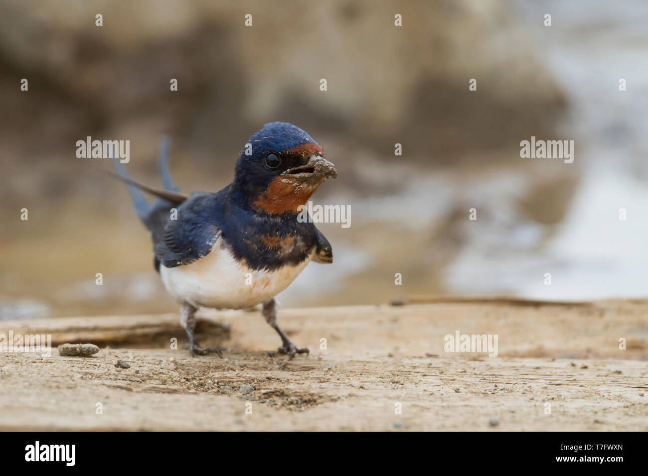 Mud collecting adult Barn Swallow (Hirundo rustica rustica) standing on ...