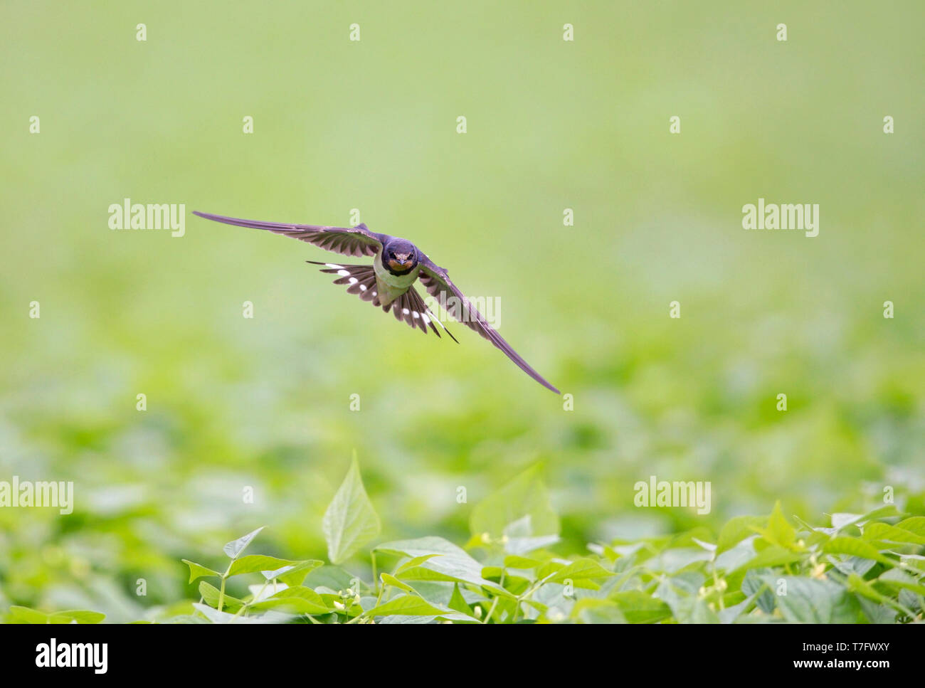 Adult Barn Swallow (Hirundo rustica) in flight, hovering low above crop ...