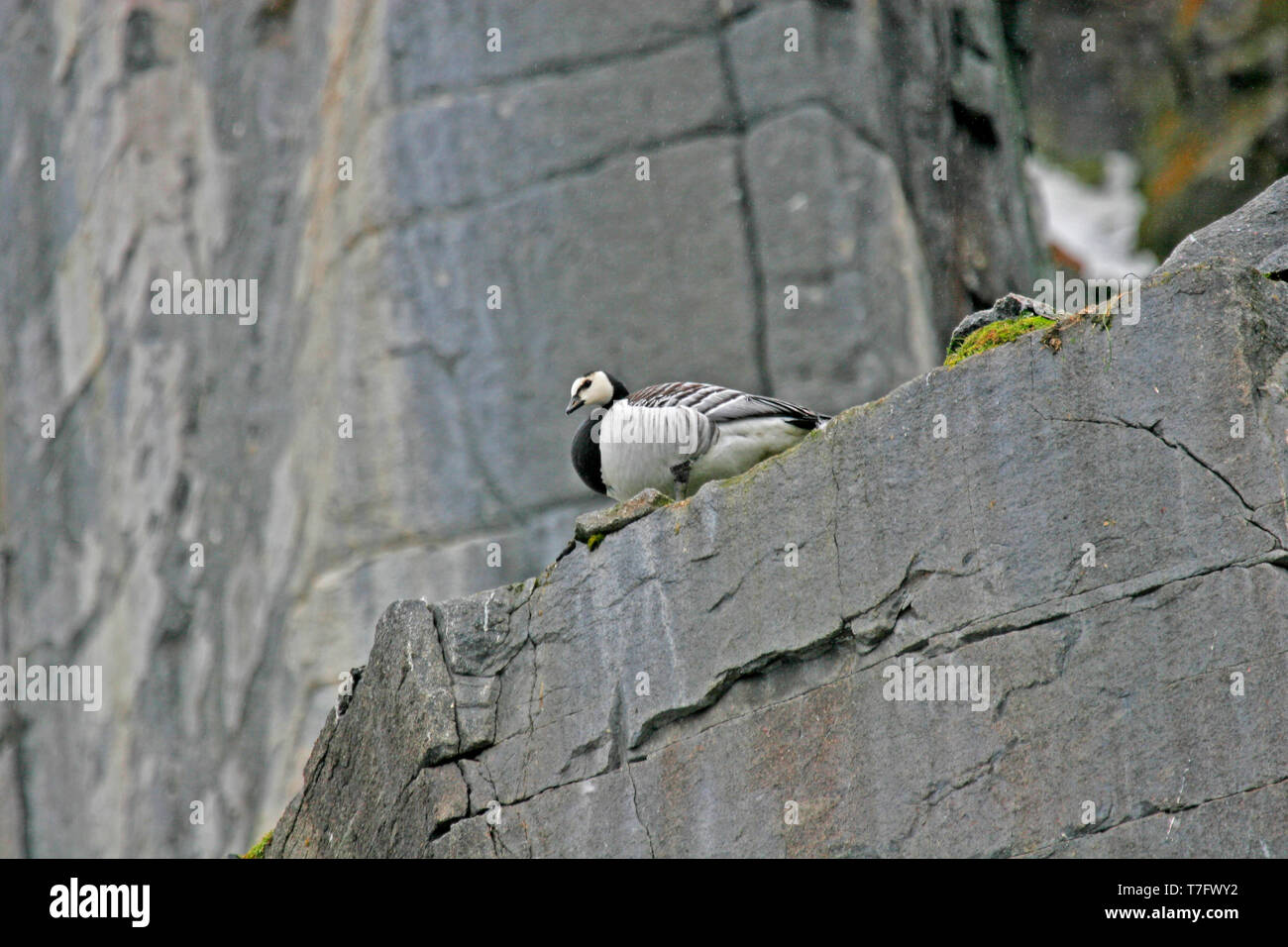 Barnacle Goose (Branta leucopsis) sitting on a steep cliff in the ...
