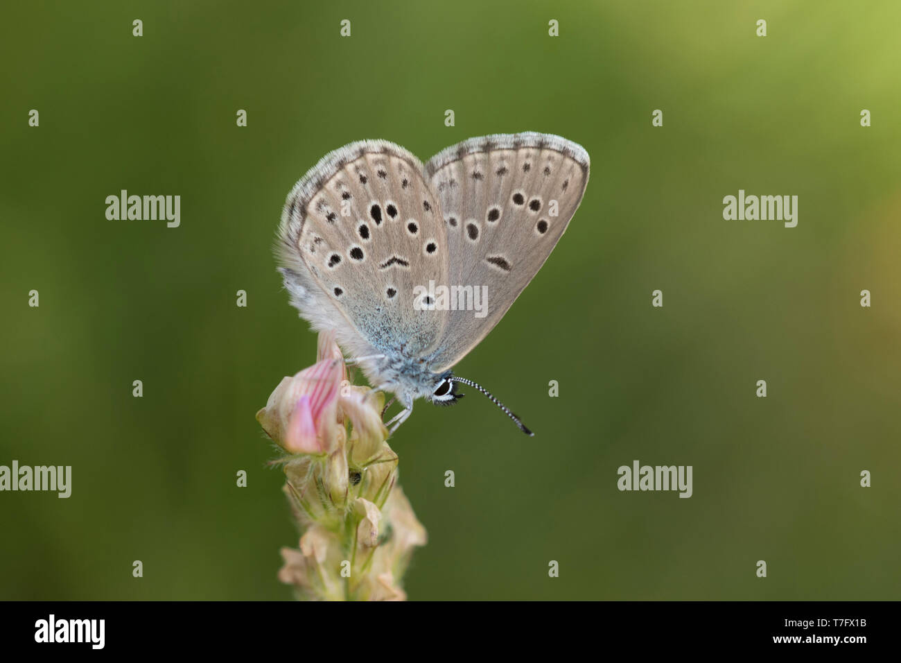 Phengaris rebeli hi-res stock photography and images - Alamy