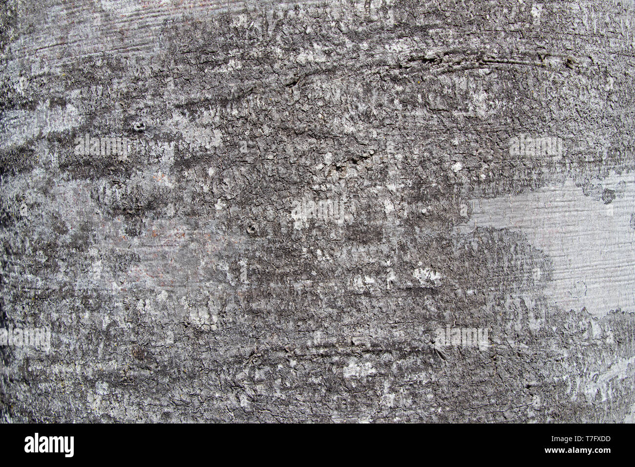 Tree bark texture of Fagus sylvatica or European beech Stock Photo - Alamy