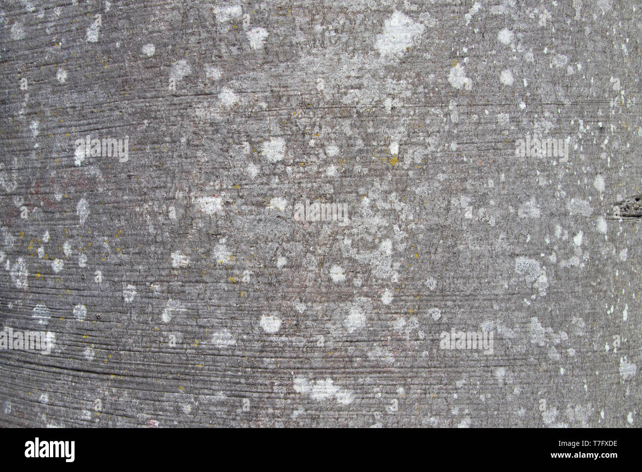 Tree bark texture of Fagus sylvatica or European beech Stock Photo - Alamy