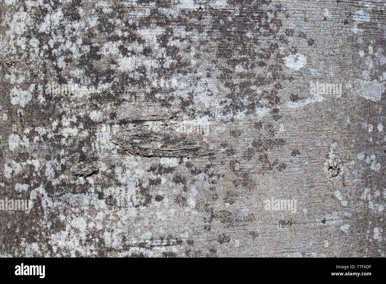 Tree bark texture of Fagus sylvatica or European beech Stock Photo - Alamy