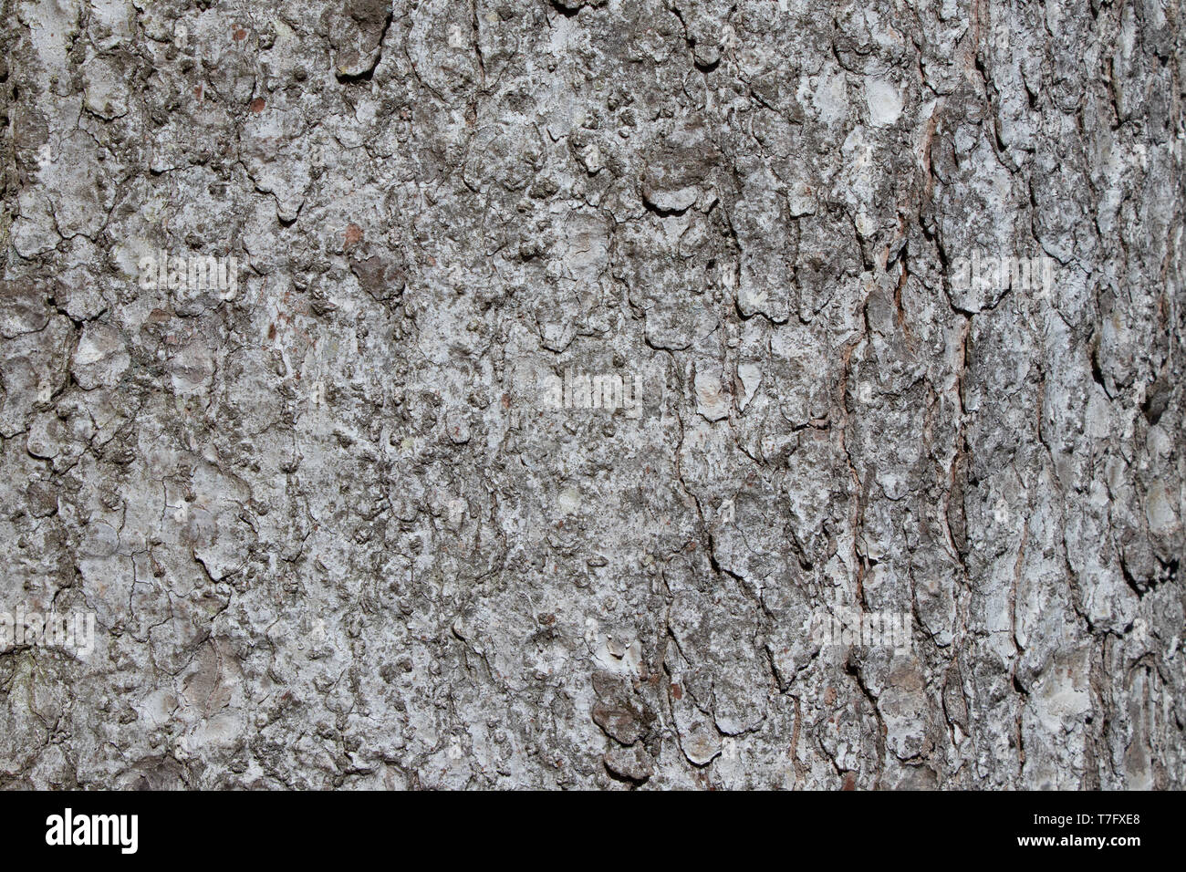 Norway spruce tree bark picea hi-res stock photography and images - Alamy