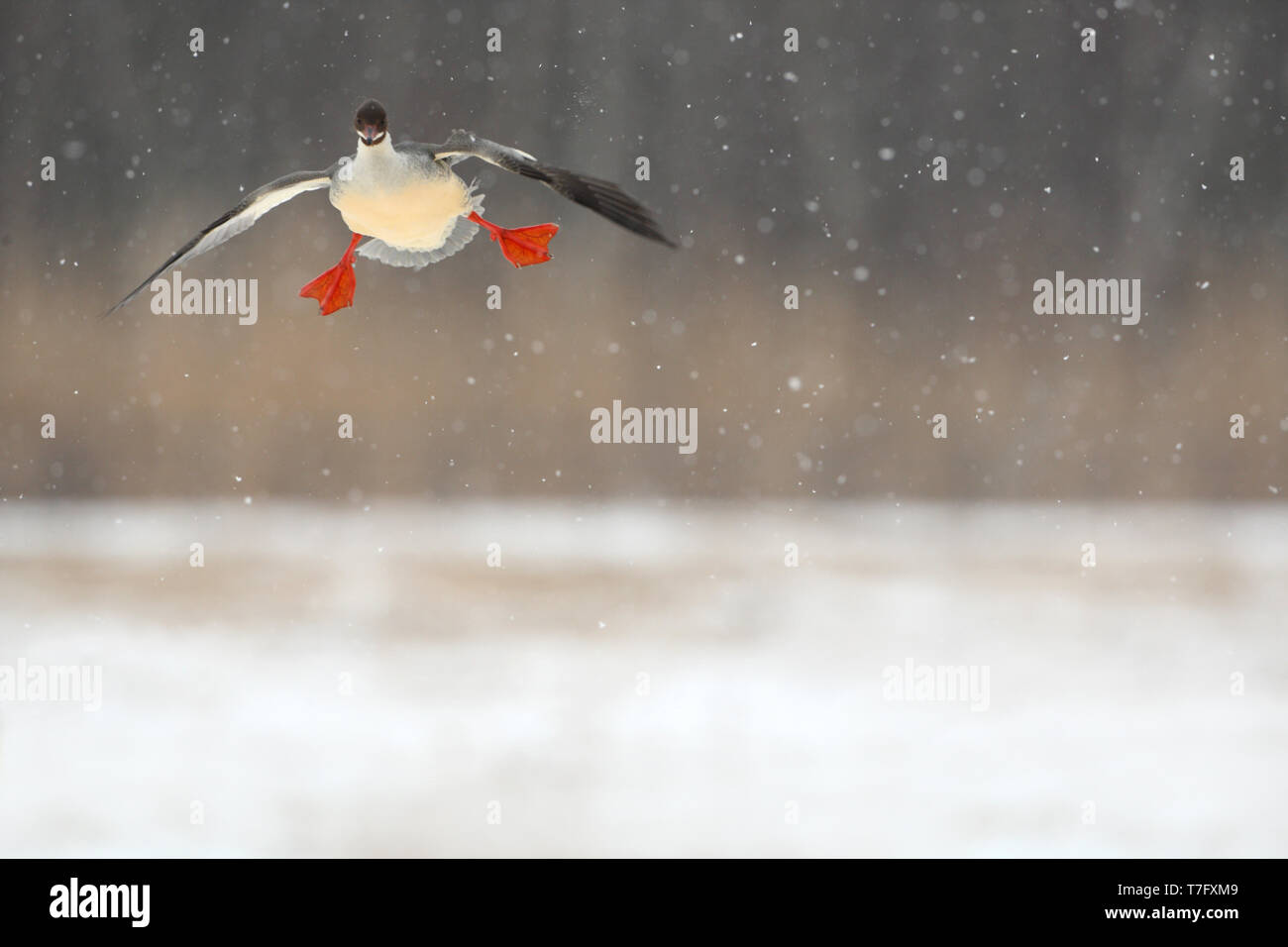 Female merganser in flight hi-res stock photography and images - Alamy