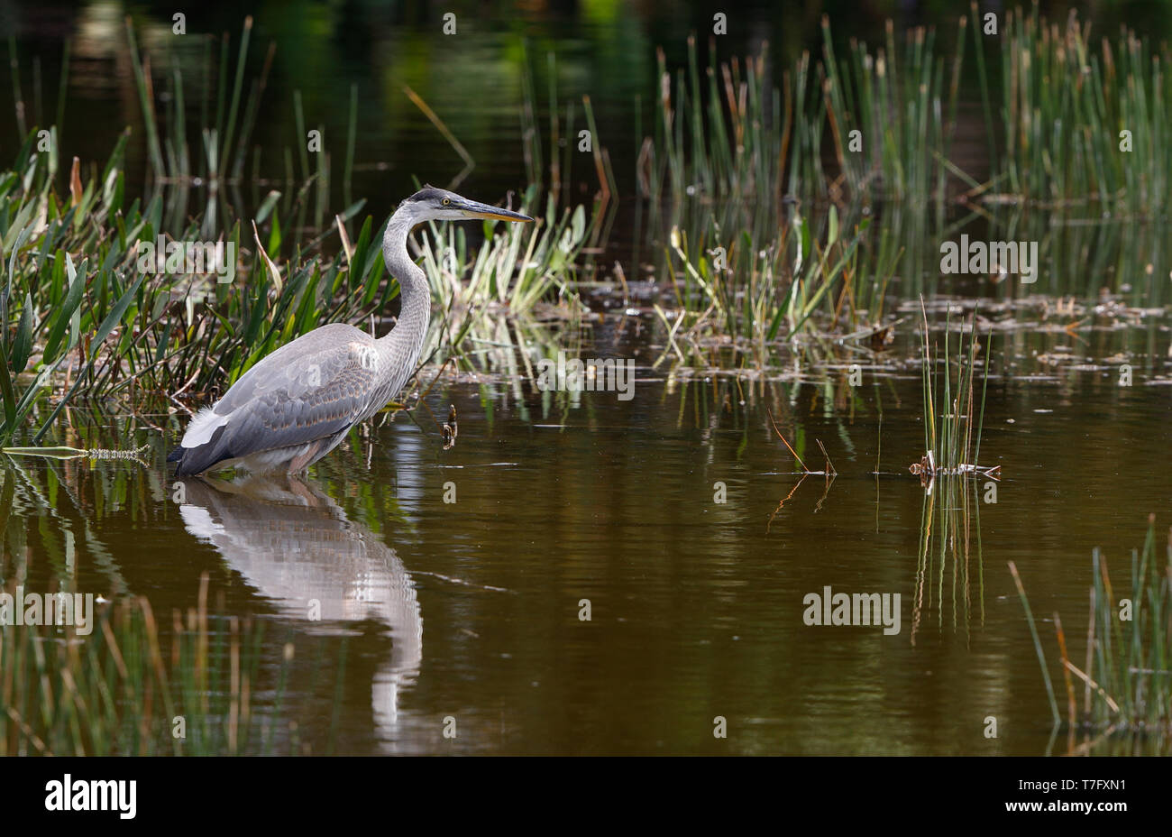 Genus ardea hi-res stock photography and images - Alamy