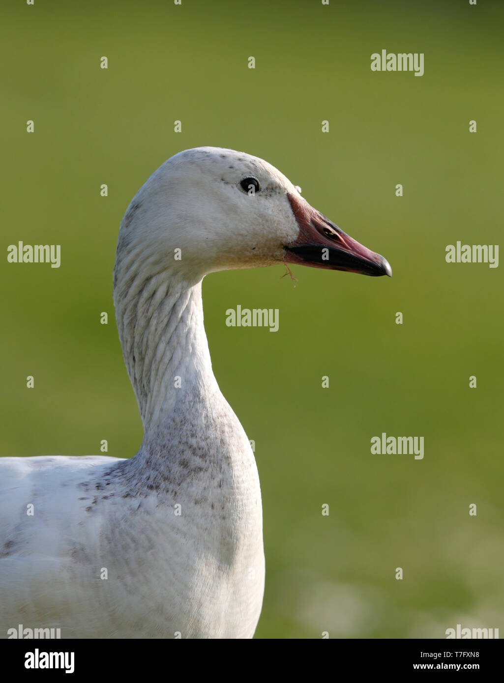 Greater Snow Goose, Chen caerulescens atlanticus (2cy), Gentofte ...