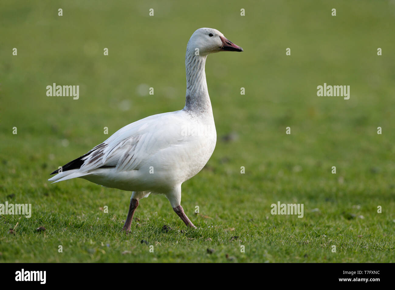 Greater Snow Goose, Chen caerulescens atlanticus (2cy), Gentofte ...